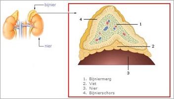 Mijmeringen: Roddel je gezond
